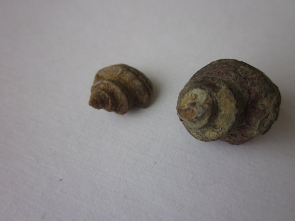 Dr.Pollack's Wonderfully Beneficial Geology Class!: Fossils - Phylum ...