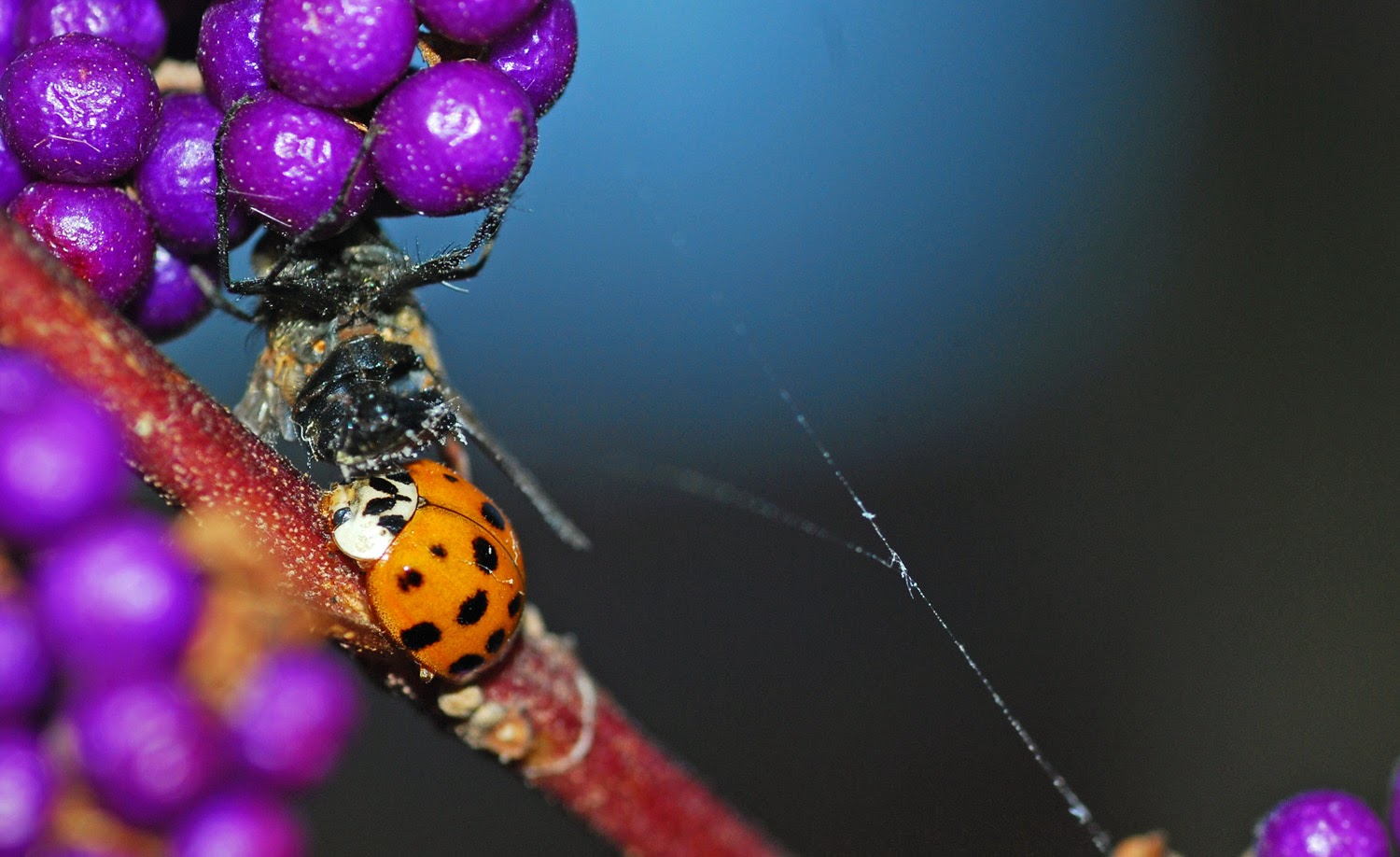 MObugs: Multi-Colored Asian Lady Beetle
