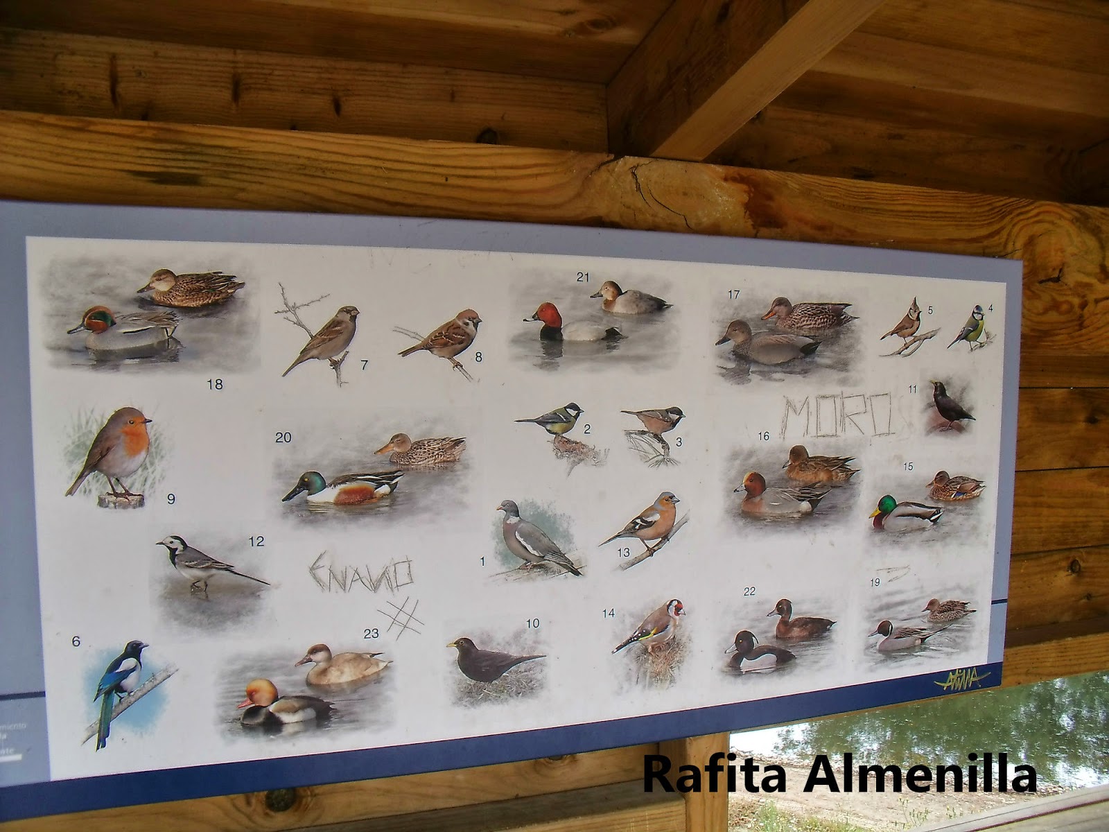 Descubriendo las aves de Madrid-Sur: RUTA POR EL MONTE DE BOADILLA Y ...