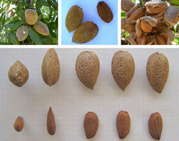ALMENDRO-ALMENDRA: Tipos de ALMENDRAS