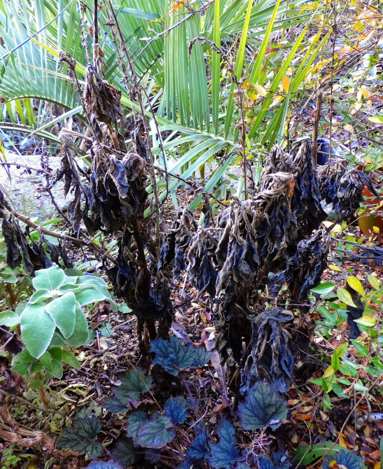 The Interstitial Gardener: Plant Review: Digiplexis 'Illumination Flame'