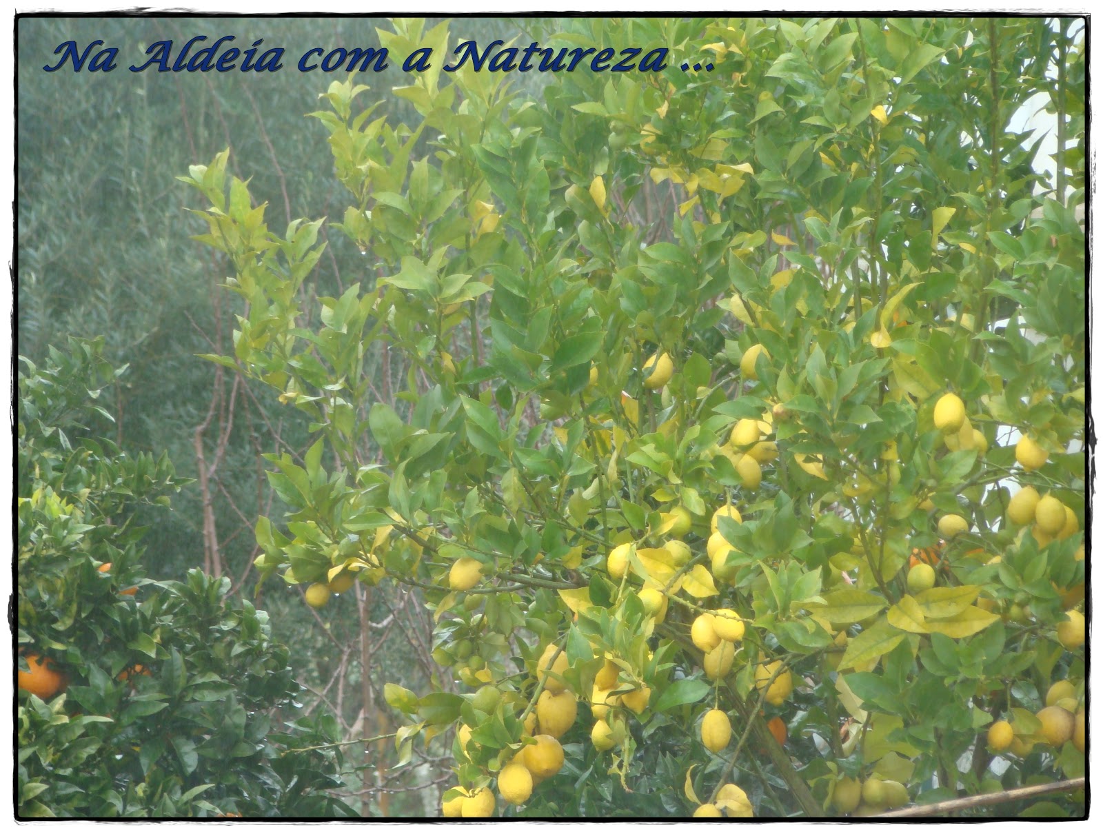 Na Aldeia com a Natureza: O Limoeiro Enxertado