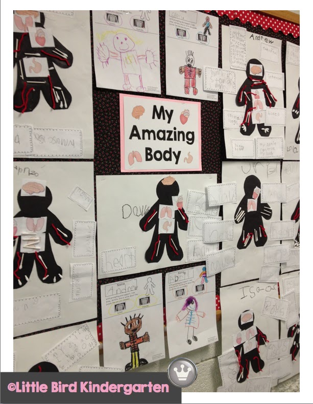 The Amazing Body! - Little Bird Kindergarten