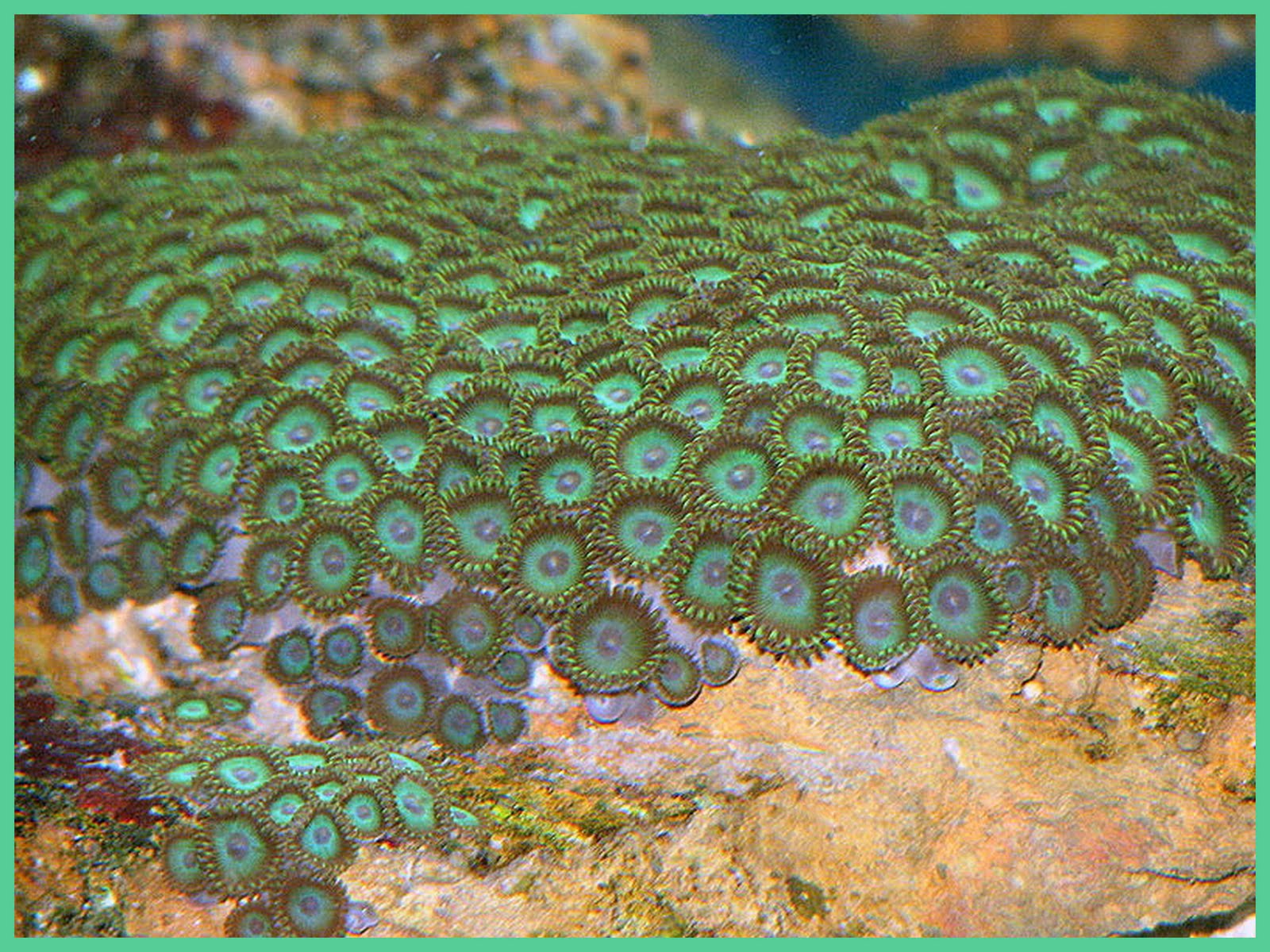 Peces de Acuario: CORALES e INVERTEBRADOS