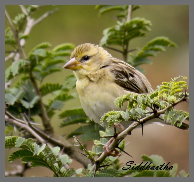 The Birds of India: Baya Weaver