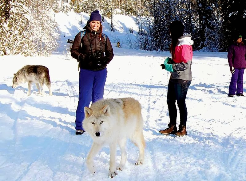 White Wolf : Walking with wolves: Getting close to nature in Golden, B ...