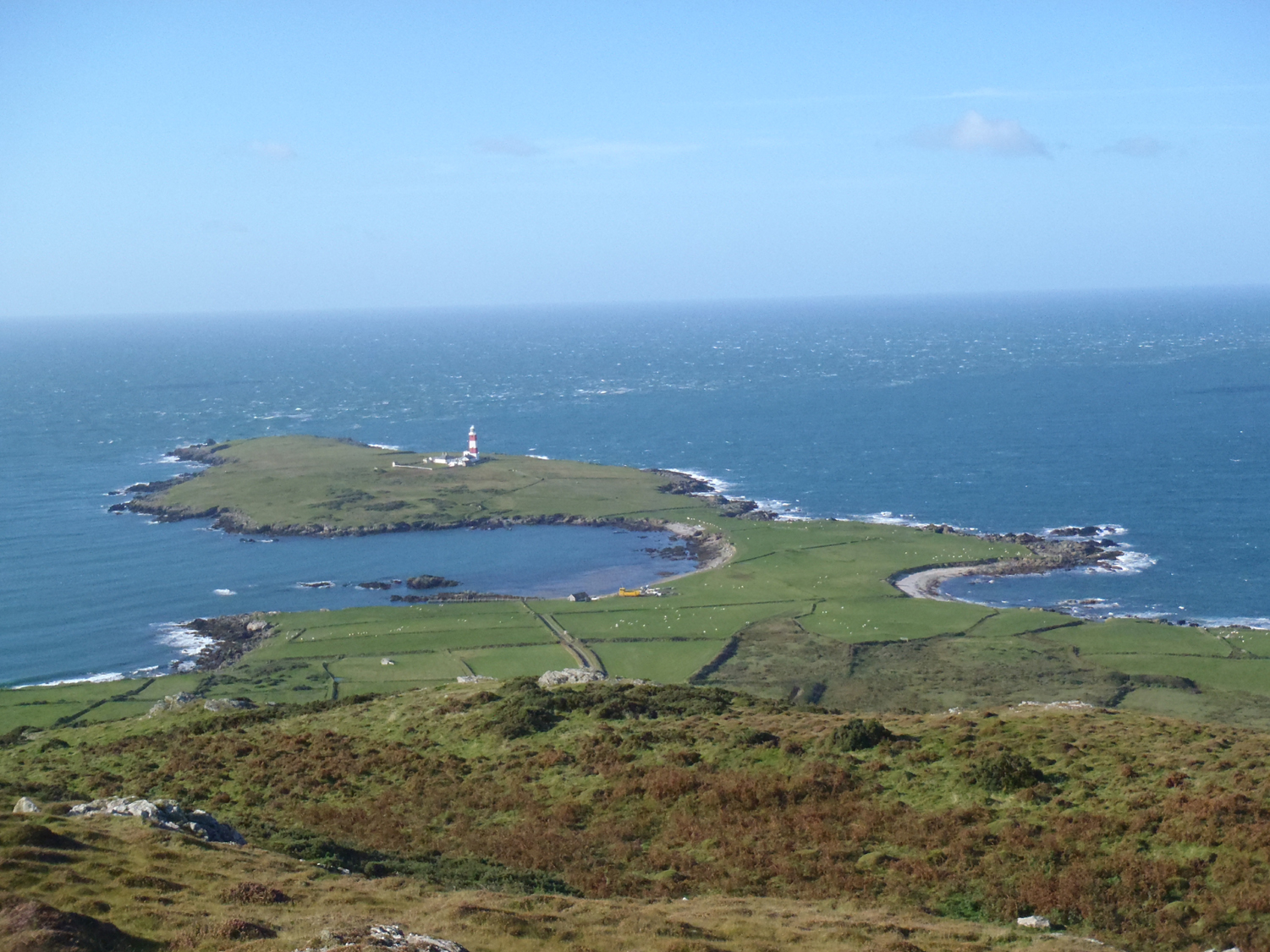 Wild Barley: Bardsey Island