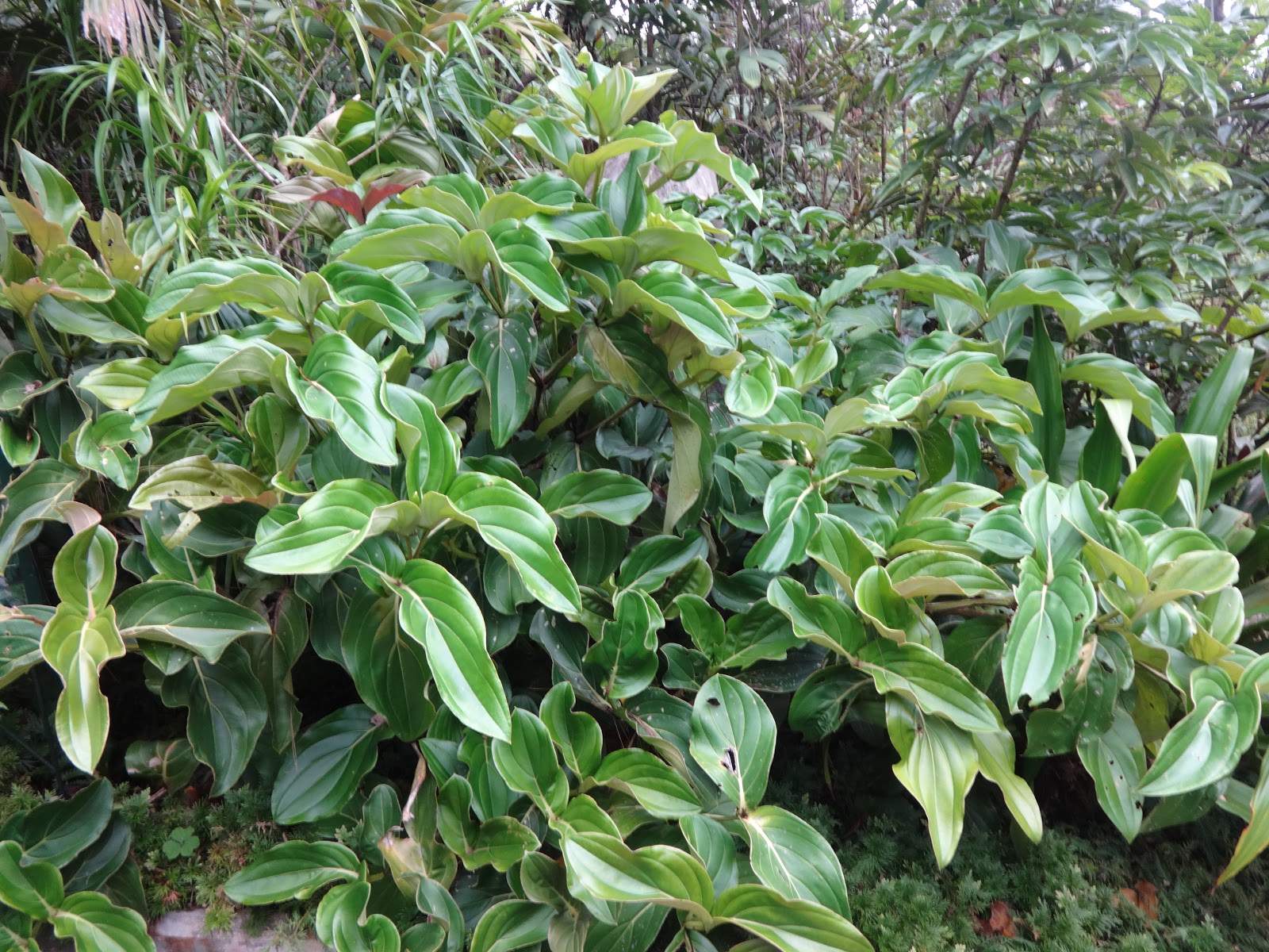 Herbs from Distant Lands: Medinilla magnifica, Medinilla pendula ...