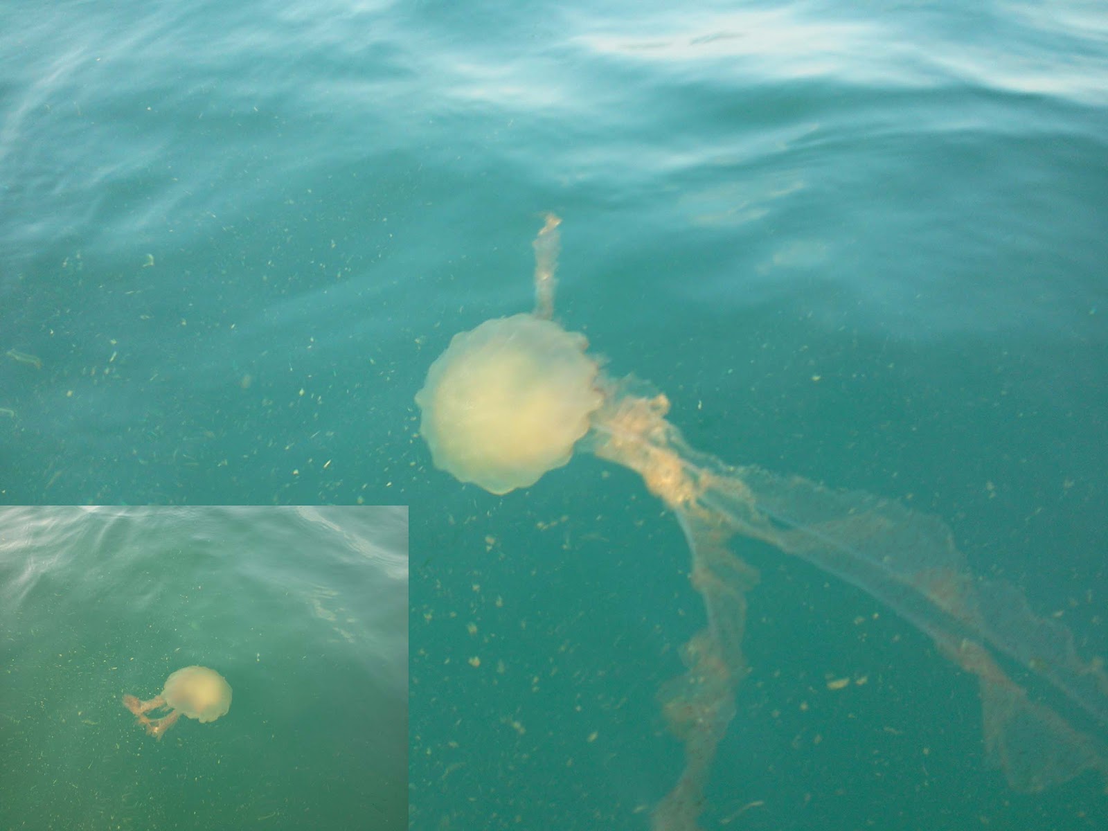 Sotong: Kenali Obor-obor