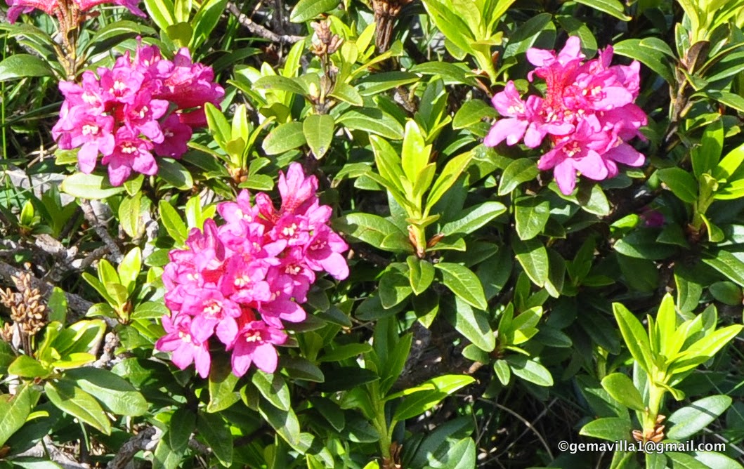 RODODENDRO – rododendron ferrugineum