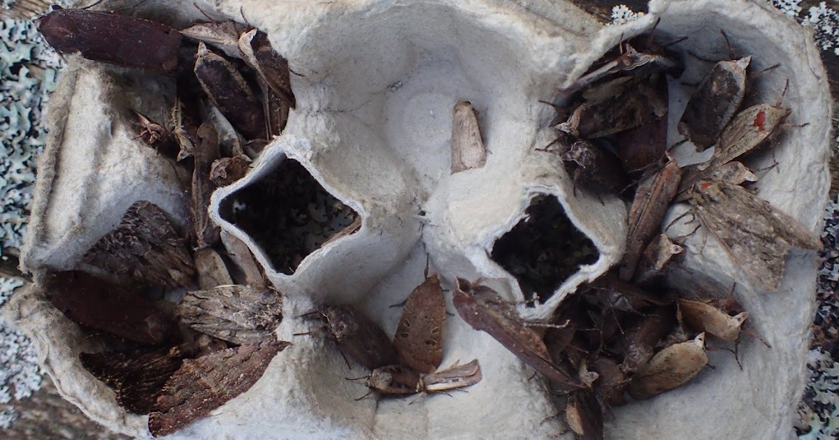 Ceredigion Moths: Tissue Moth