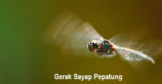 Anim Agro Technology: BAGAIMANA PEPATUNG TERBANG?