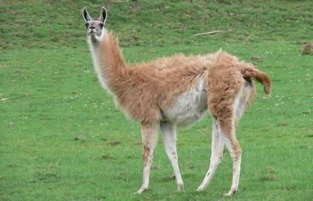 Llama | The Life of Animals
