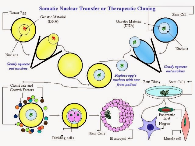 FATMA ZAHRA (fzahra): Biologi Sel "SEL PUNCA"