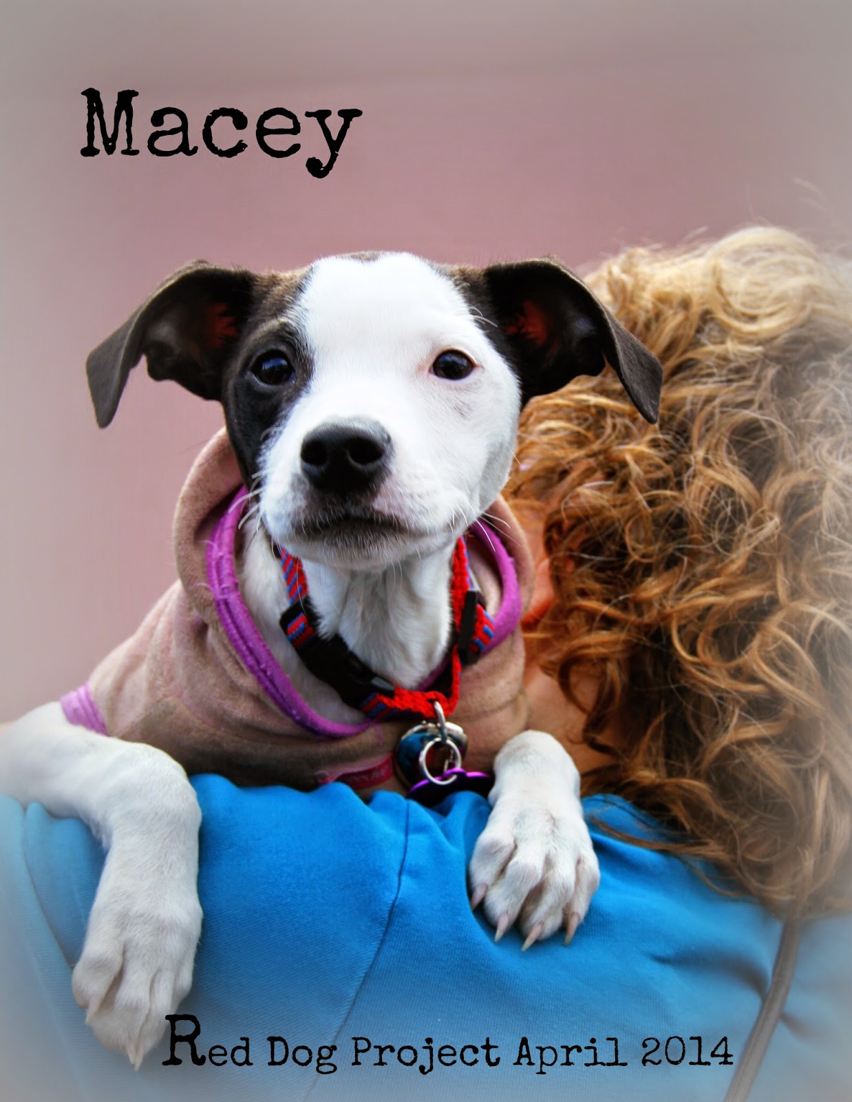 Red Dog Project – Take two – This Old House 2