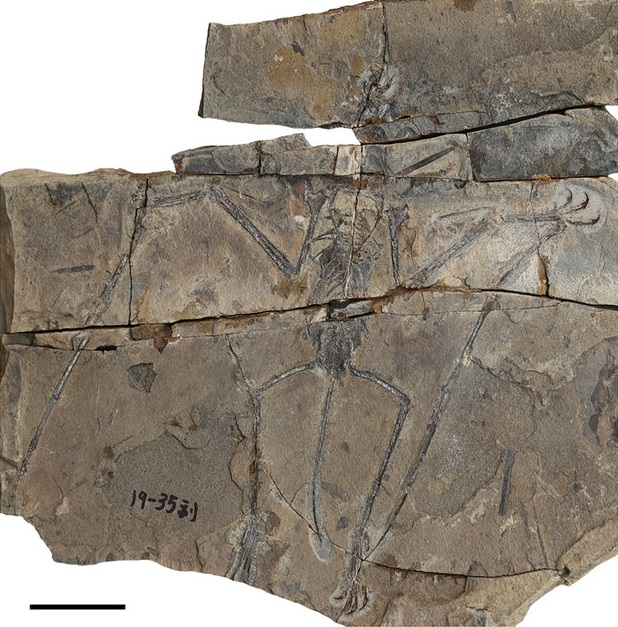 Species New to Science: [Paleontology • 2017] Douzhanopterus zhengi ...