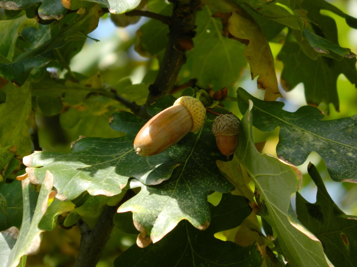 LA MULTI ANI, ROMANIA!: Ghinda