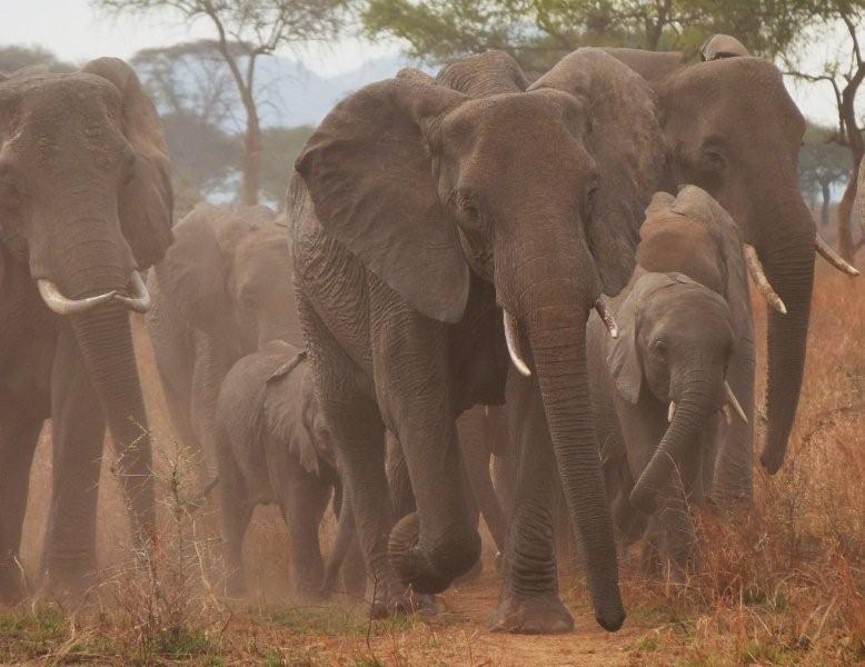 Safari Ecology: On introducing elephants to Australia...