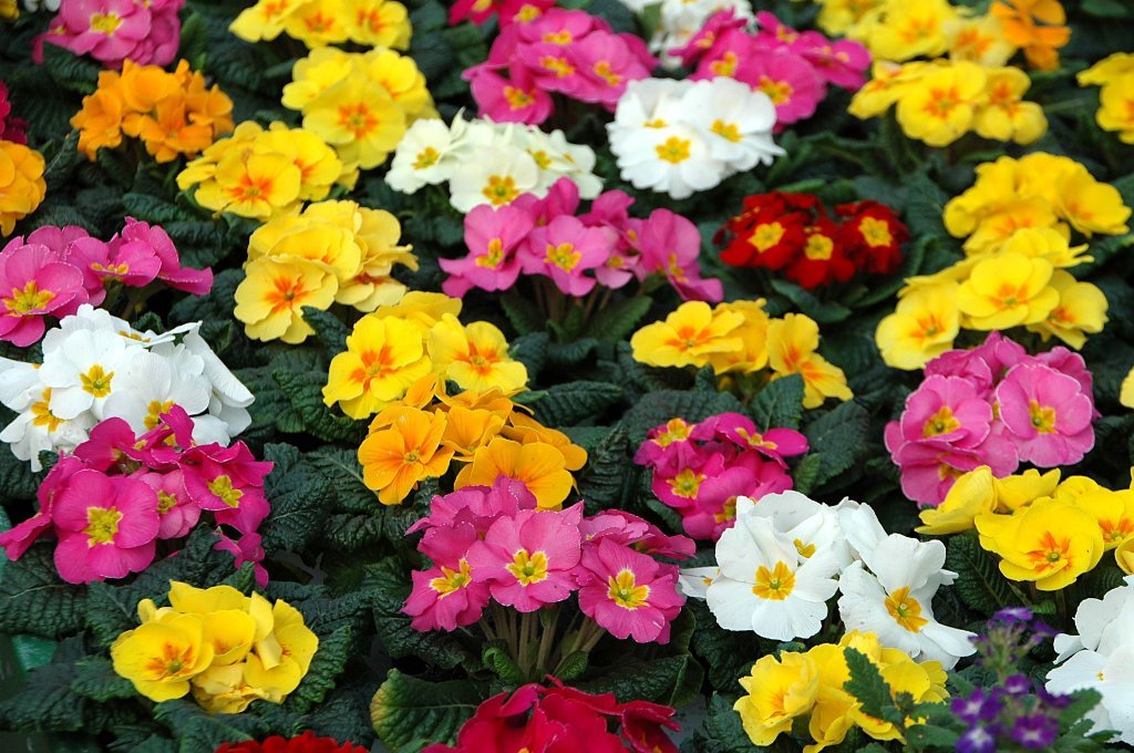 FLORACIONES EN MÁLAGA Y MÁS: Tiempo de primulas