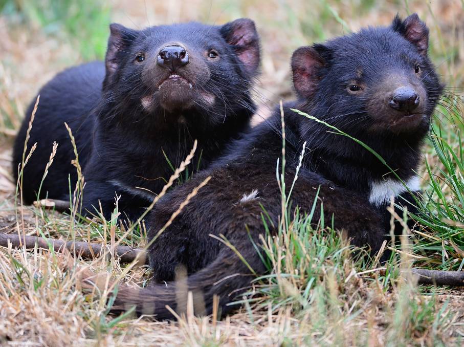 Contagious Face-Deforming Cancer Threatens Endagered Tasmanian Devil ...