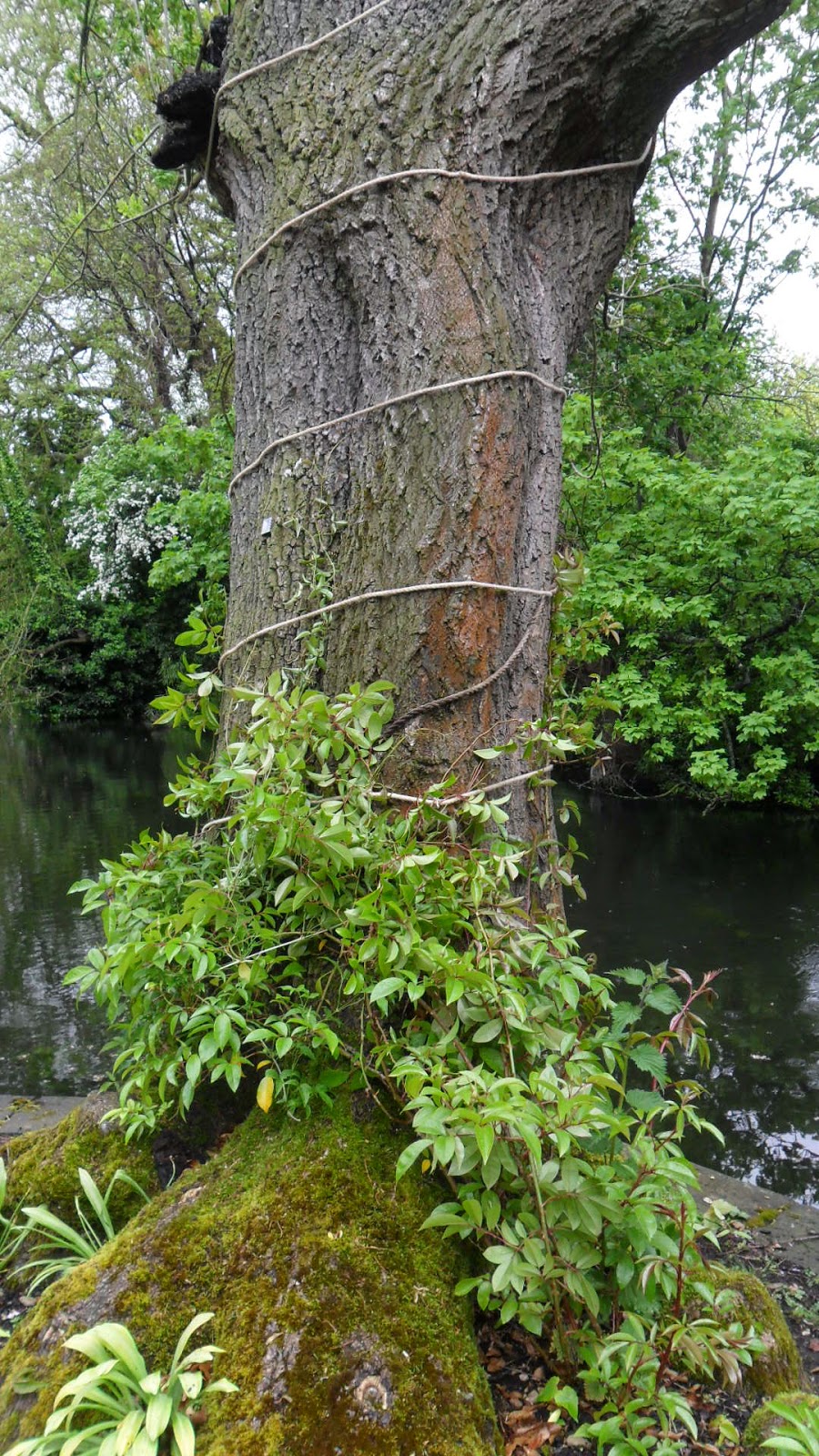 Worcester College Gardeners 2009-2018: Roses Grown On Rope