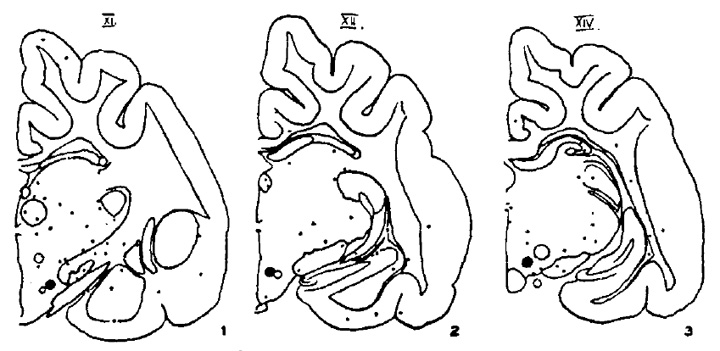 The Neurocritic: The Purring Center in Cats