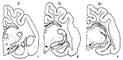 The Neurocritic: The Purring Center in Cats