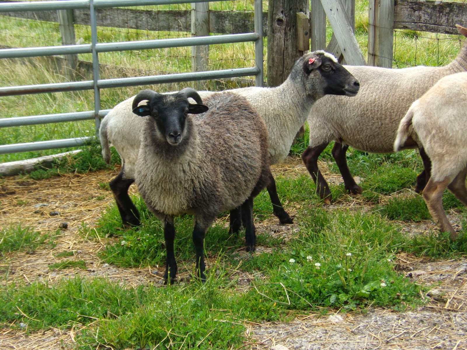 DLS Shetlands: ...gorgeous ram for sale
