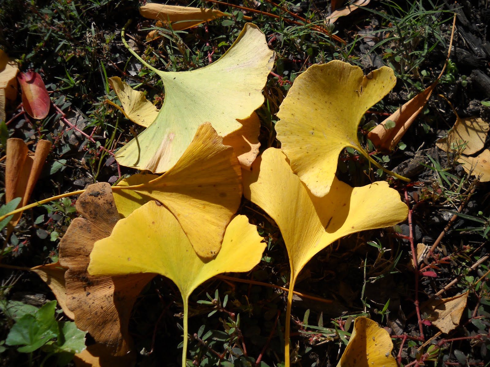 Divers and Sundry: Gingko Trees
