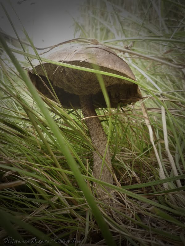 Oldest Trees Najstarsze Drzewa: Koźlak, koźlarz, stojak, grzyb brzozowy ...