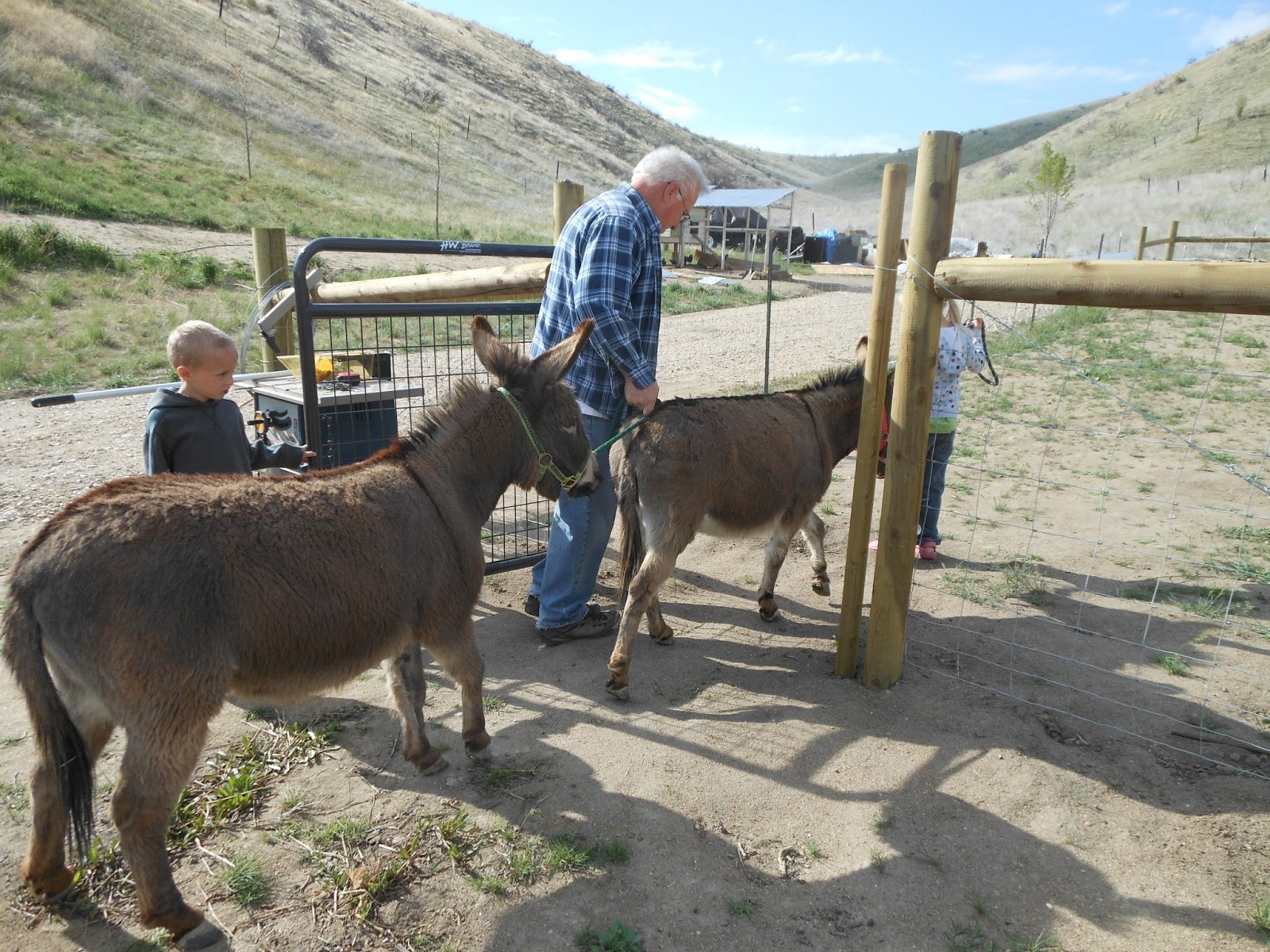 The Jacob Springs Hillbillies: Donkey Delivery!