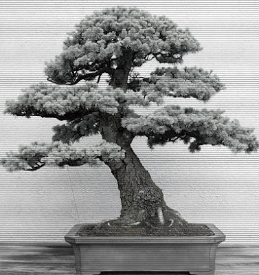Mundo das Plantas : Bonsai: John Yashin Naka um Grande Mestre da Arte ...
