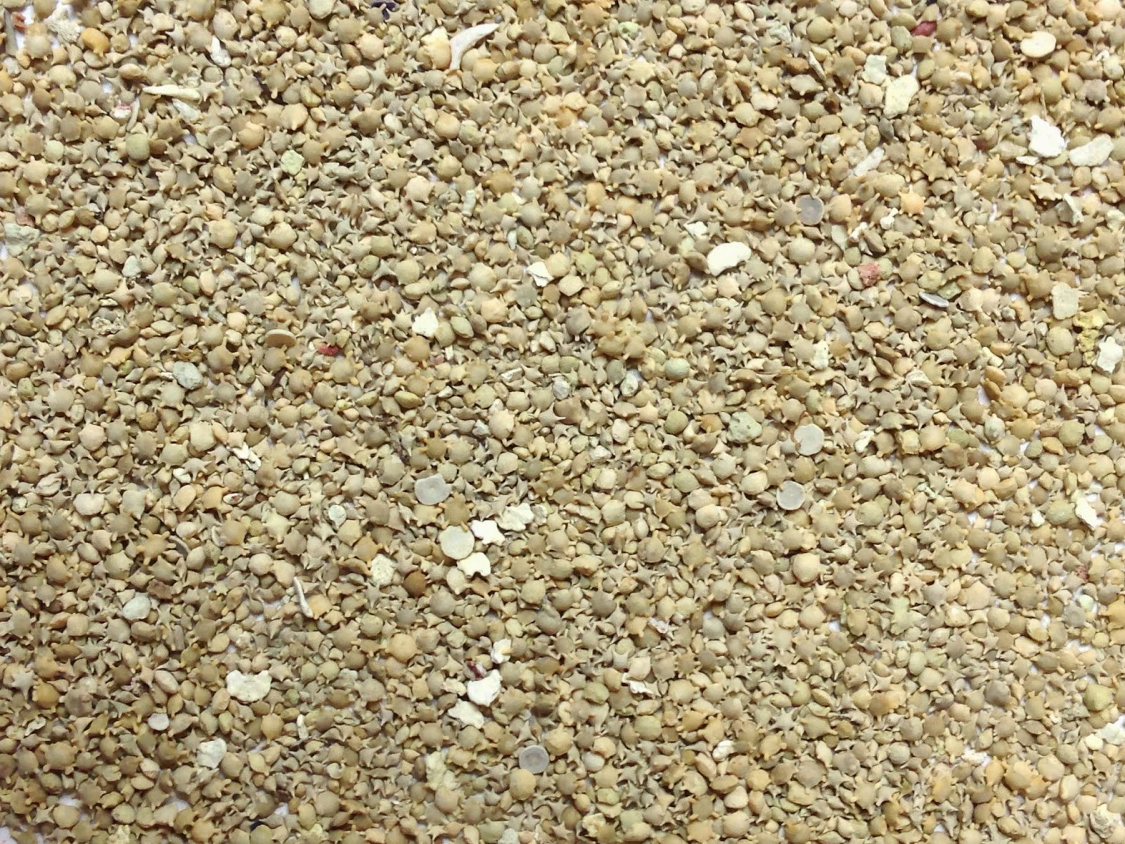 1170 - Japon, Okinawa, Taketomi island, Kaiji beach (Star sand ...