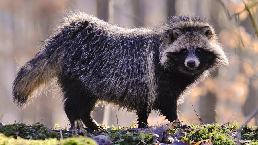 Arjunpuri in Qatar: 10 truly unique animals you won’t believe actually ...