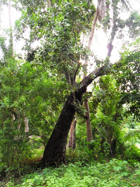 Marinduque Rising: Palo Maria de la Playa immortalized