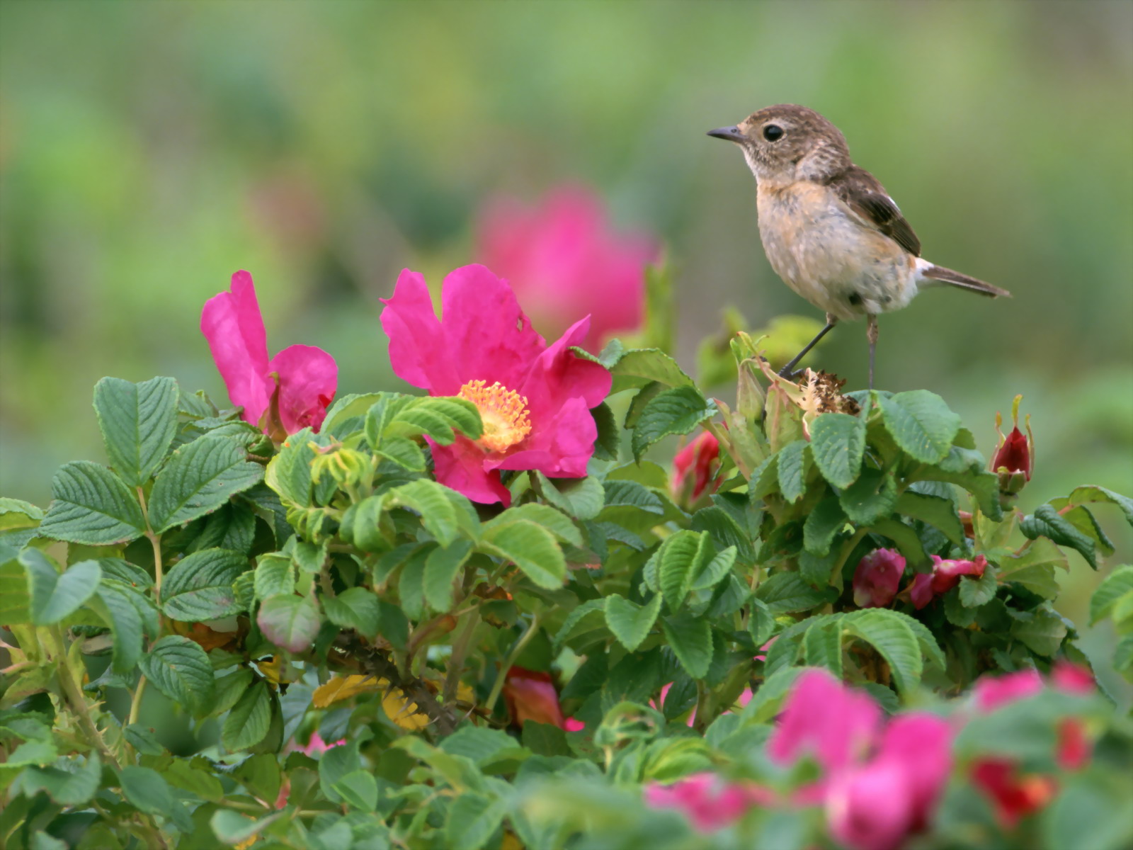 Foto-Foto Burung Kecil yang Imut dan Cantik