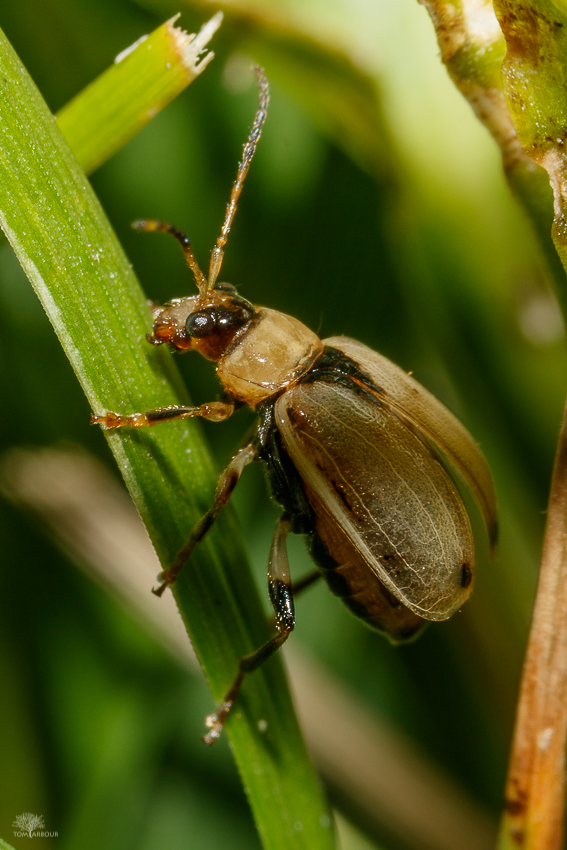 The Ohio Nature Blog: Bean Leaf Beetle: Backyard Biodiversity Project ...