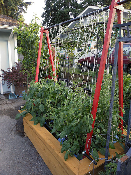 The Shade Gardener: Overhead / Vertical Tomato Trellis - Let Them Reach ...