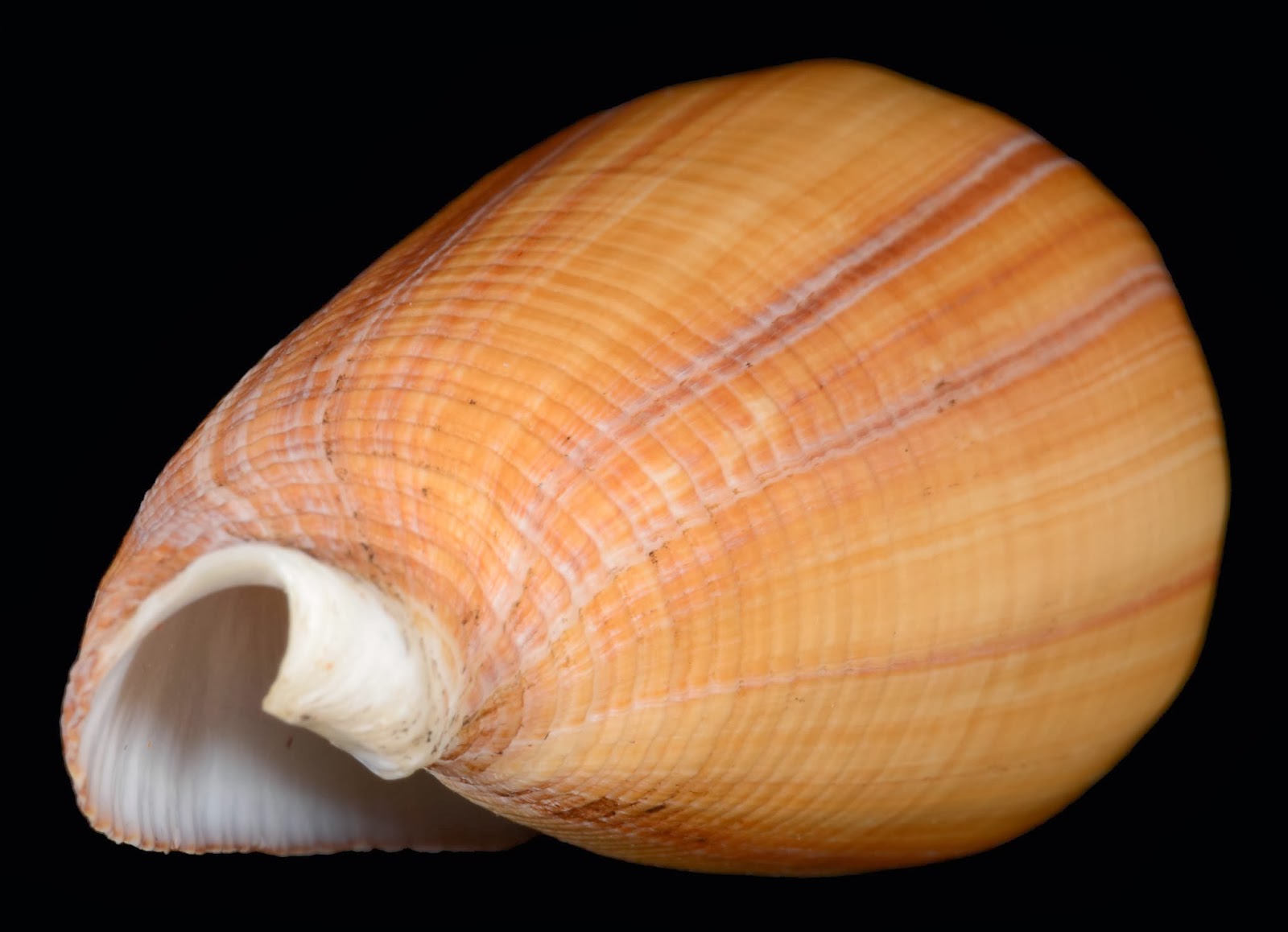 Dr. Lee's Gallery Museum: Conus sulcatus bocki 74.7mm 木乃伊芋螺