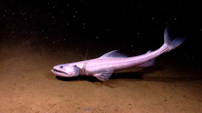 Real Monstrosities: Bathysaurus