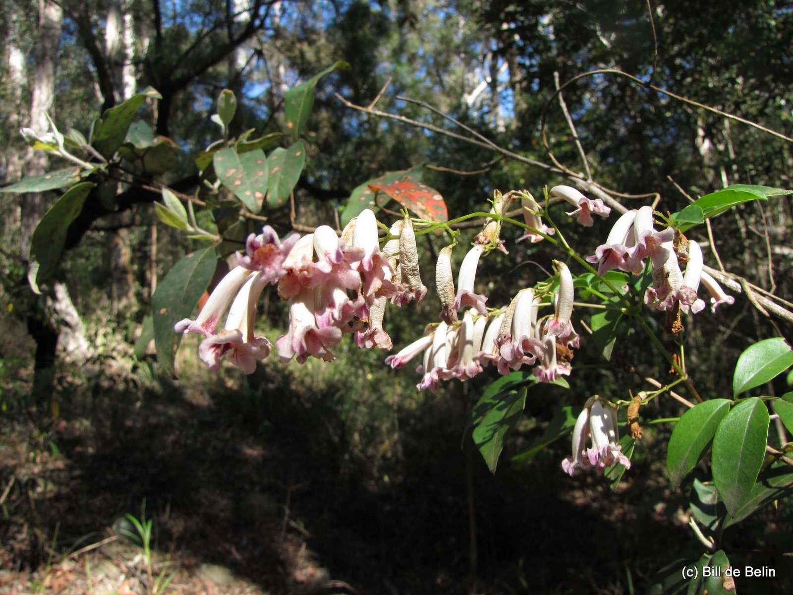 Sydney's Wildflowers and Native Plants: Pandorea pandorana - Wonga ...