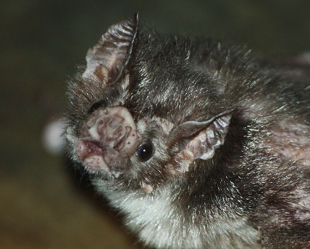 Real Monstrosities: Common Vampire Bat