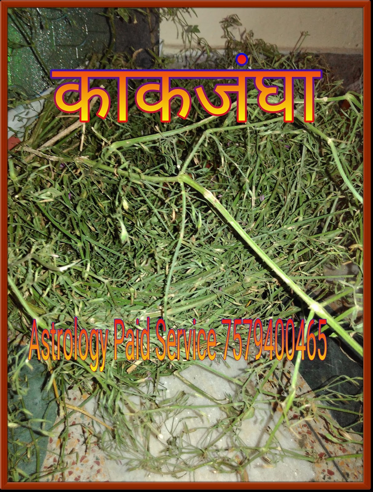 Jyotish and Tantra : Ravi pushya Tantrik herbs रवि पुष्य नक्षत्र ...