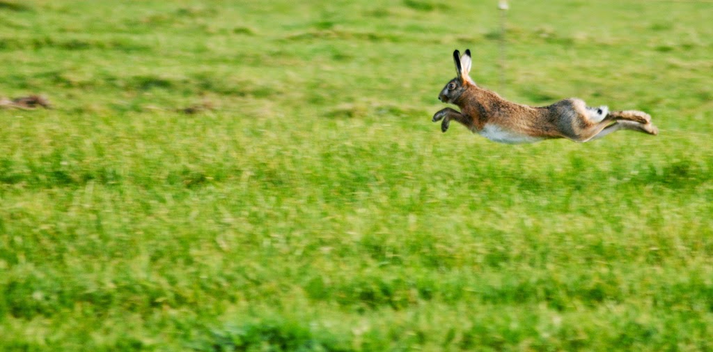 Miscelánea: La liebre en el lino