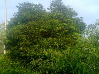 Indian trees: Mimosops elengi -Maulsari