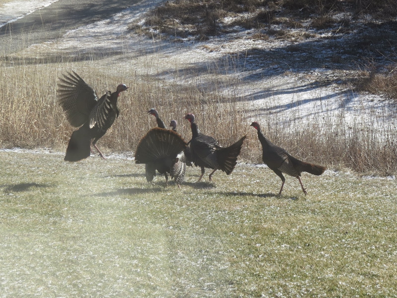 Blue Jay Barrens: Wild Turkey Fight