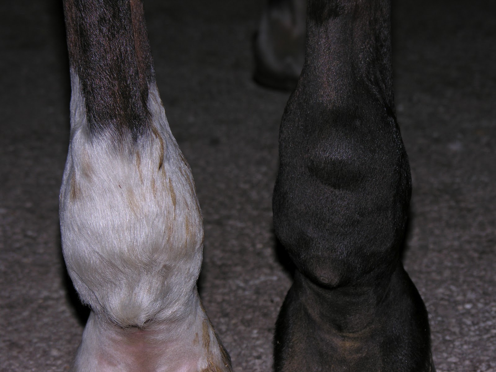 Michael Porter, Equine Veterinarian: When Is A "Wind Puff" Abnormal?