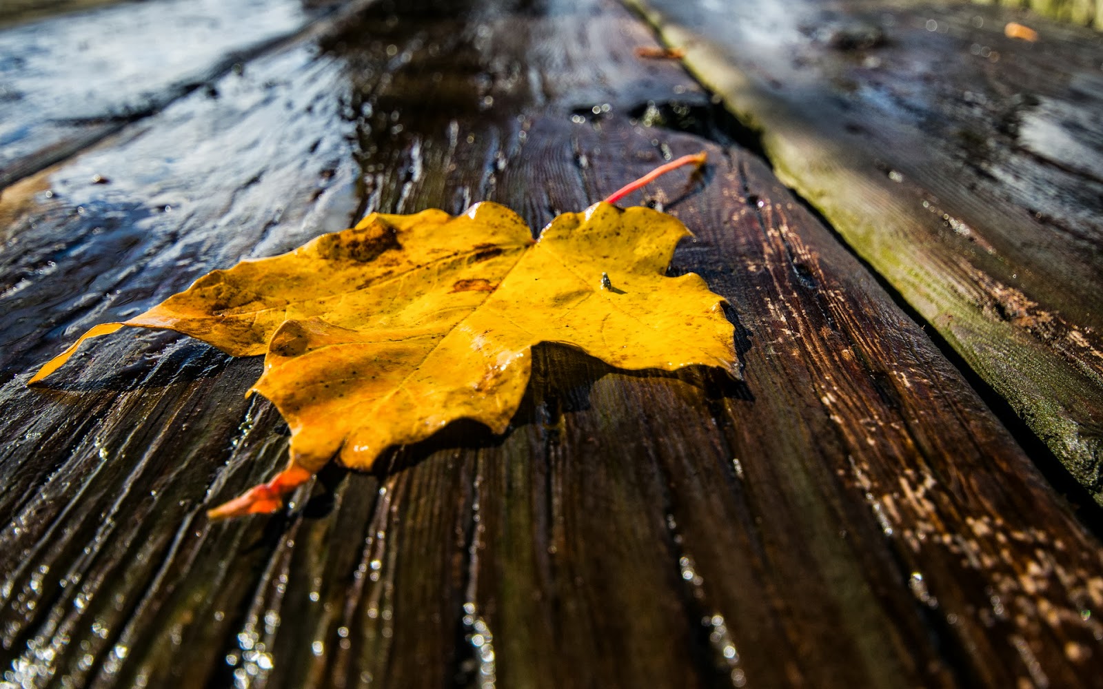 żółty jesienny liść, klon, jesienne tapety, liście klonu, zdjęcia, tła ...