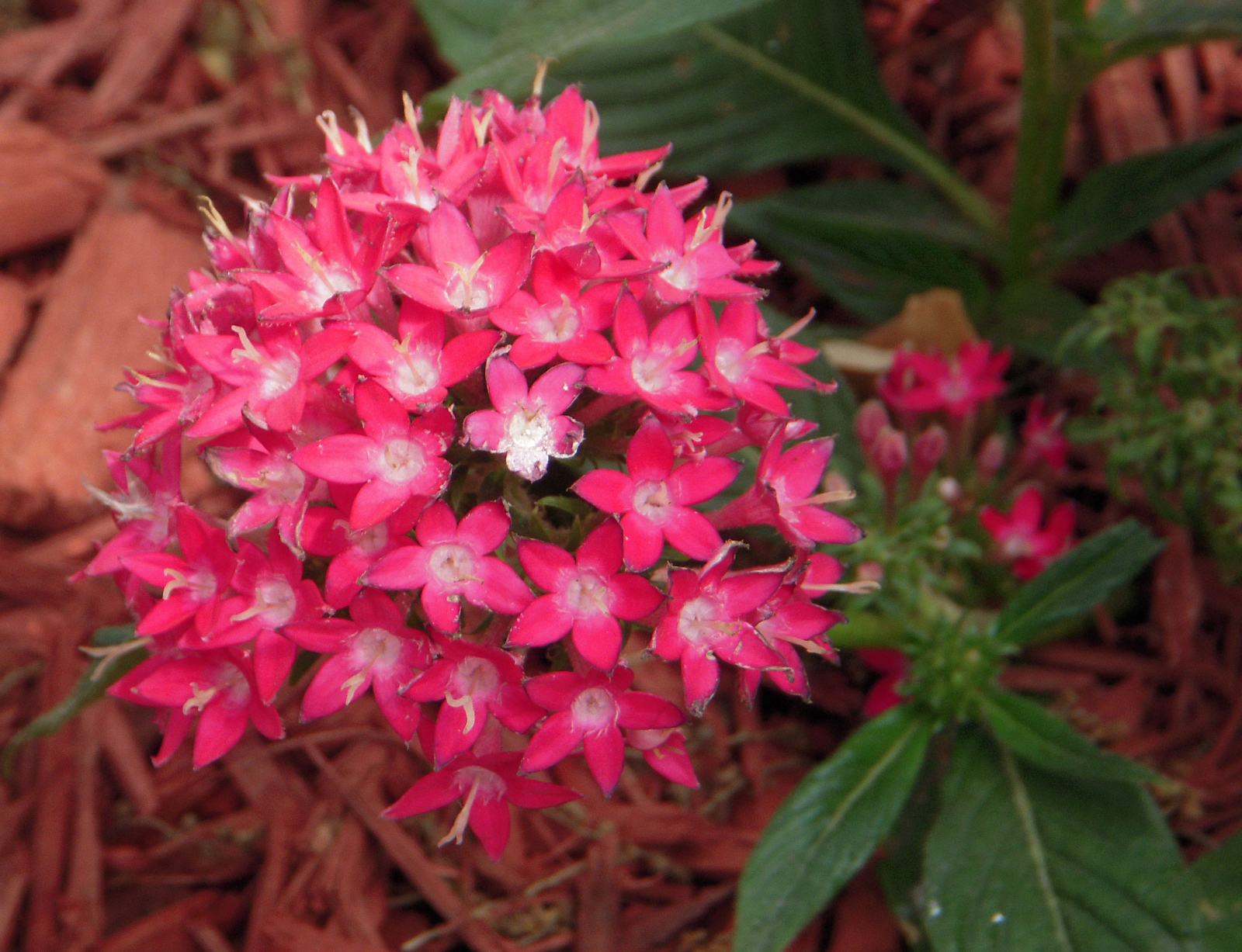 Nature Cameos: Some Beautiful Texas Spring Flowers