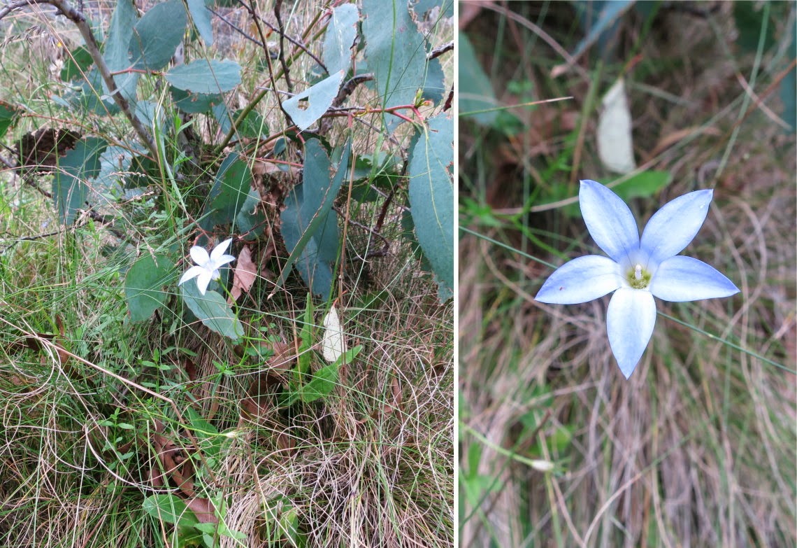 Mountains: Brumlow Top & Mt Polblue, NSW, Australia